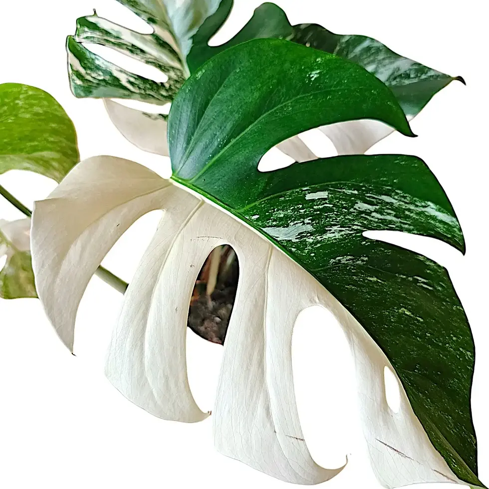 Monstera deliciosa 'Super White' – Rare Variegation