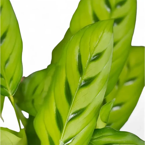 Goeppertia (Calathea) concinna online at Foliage Factory