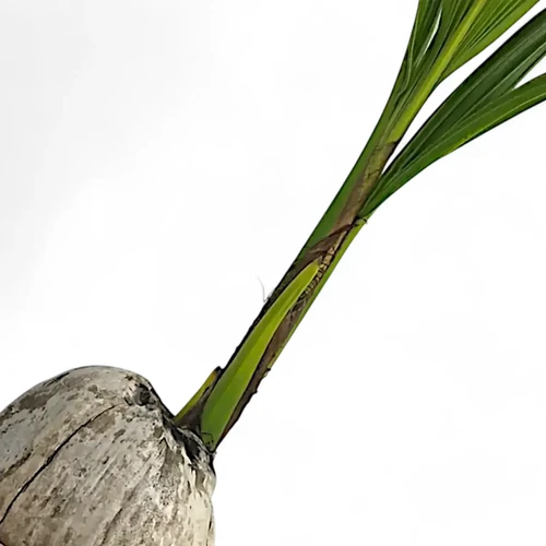 Cocos nucifera – Indoor Coconut Palm with Sculptural Tropical Form