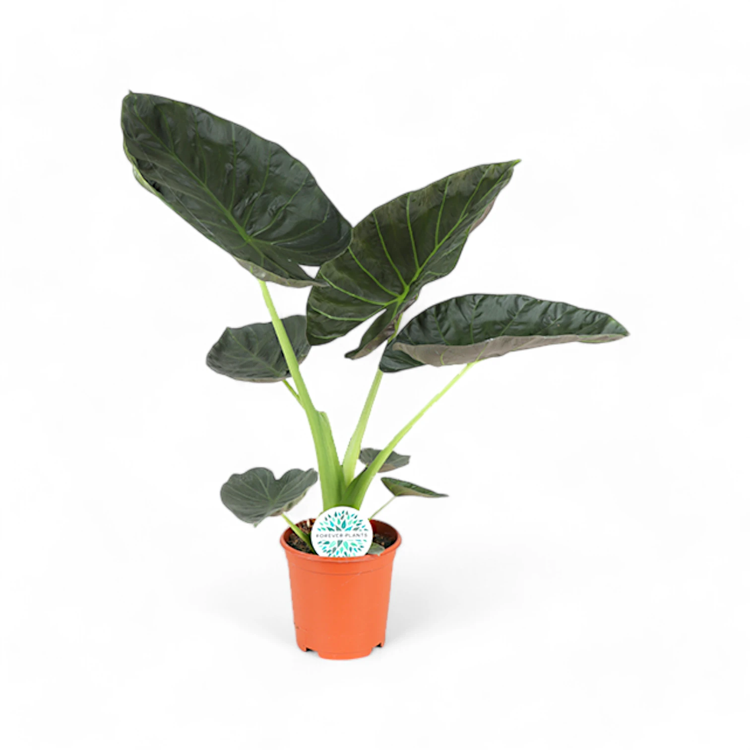 Alocasia 'Regal Shields' - order online at Foliage Factory