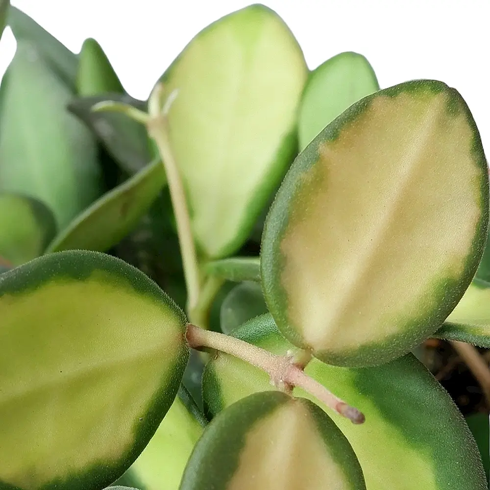 Hoya burtoniae variegata – Stunning Cream & Green Leaves