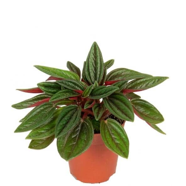 Peperomia genus | foliage factory