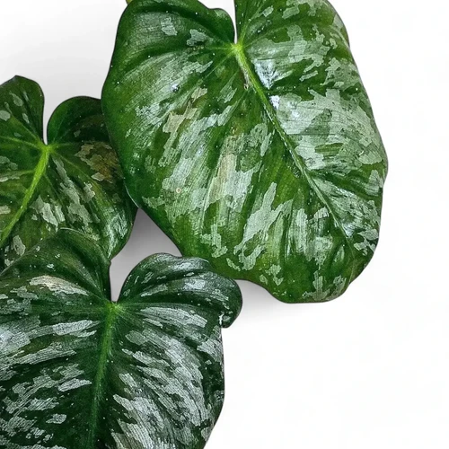 Philodendron brandtianum aff aka 'Wild Form' Foliage Factory