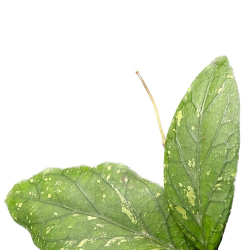 Hoya sp. Gayo online kaufen direkt bei Foliage Factory Shop