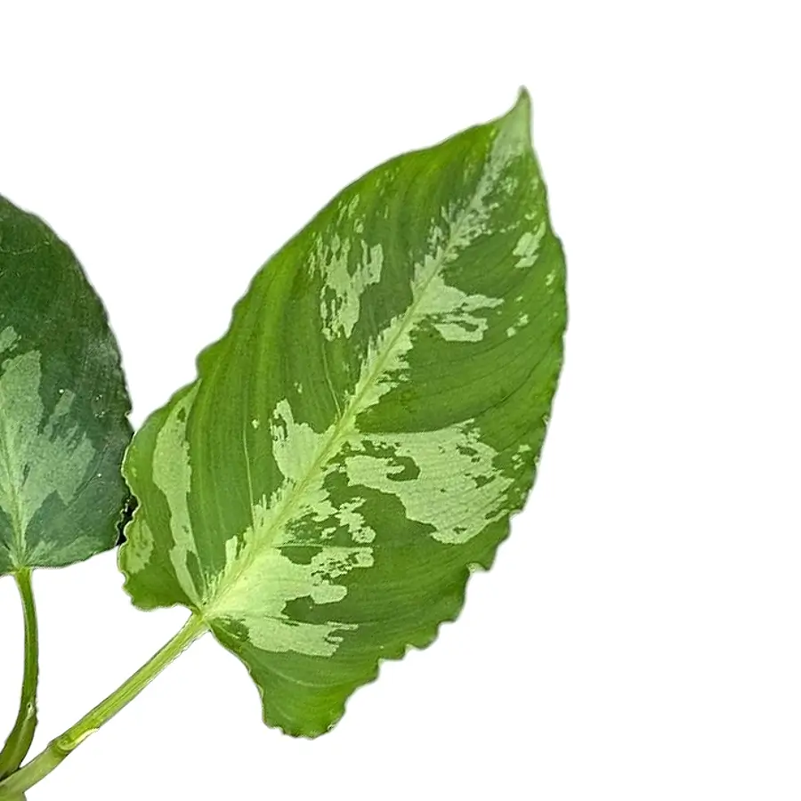 Shop Schismatoglottis Plants | Foliage Factory