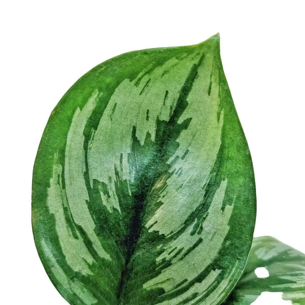 Scindapsus officinalis – Rare Aroid with Glossy Green Leaves