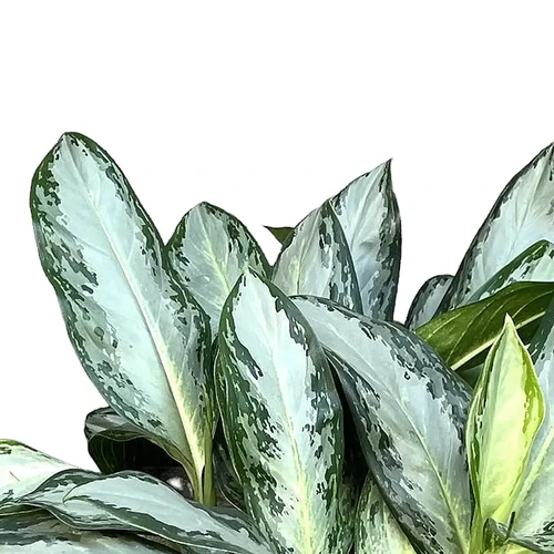 Aglaonema 'Golden Bay' - buy online at Foliage Factory