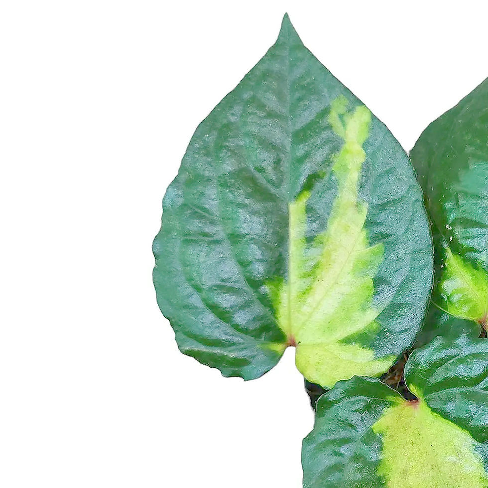 Piper methysticum ‘Bright Eyes’ - buy online at Foliage Factory