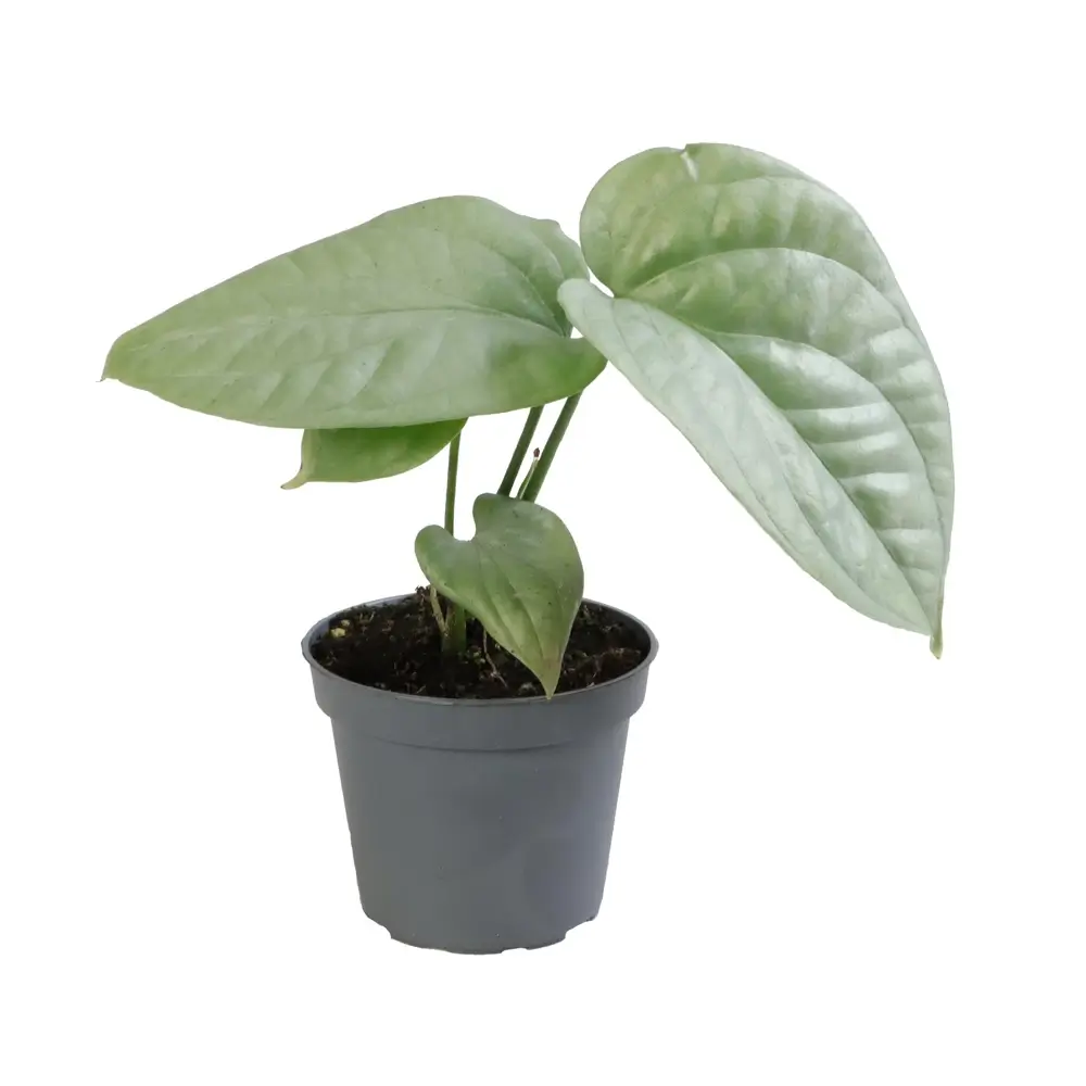 Amydrium genus | foliage factory