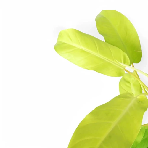 Philodendron 'Malay Gold' – Neon Foliage & Fast-Climbing Growth