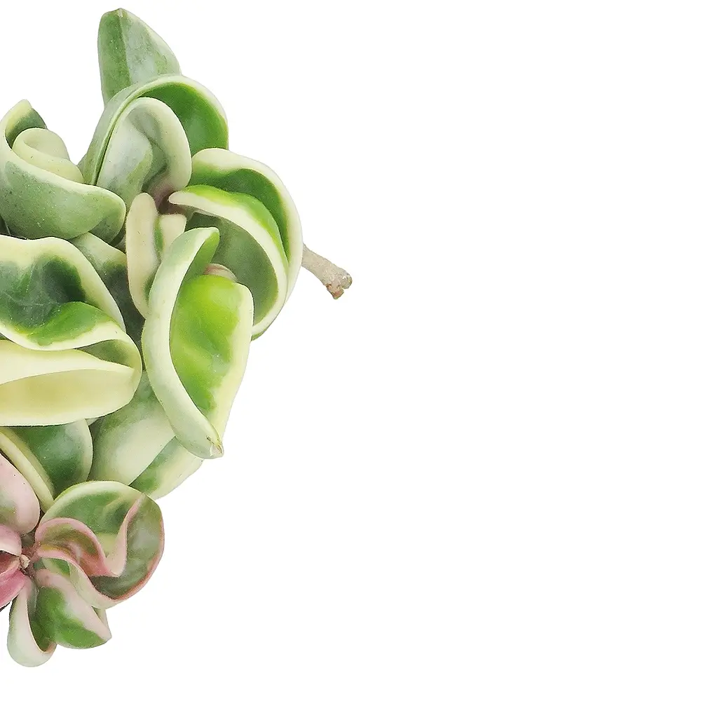 Hoya compacta variegata - kaufen online bei Foliage Factory