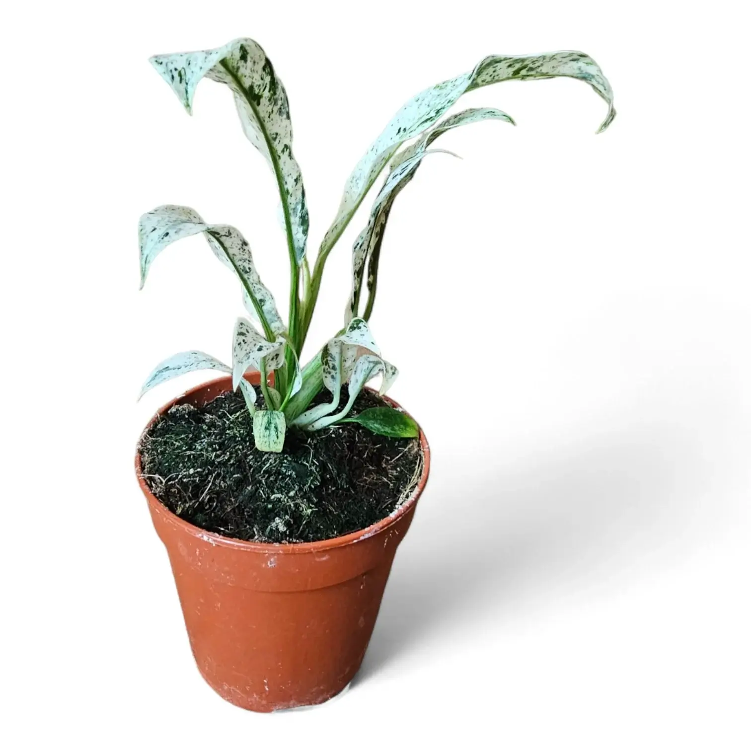 Rhaphidophora puberula variegata – Stunning Variegation