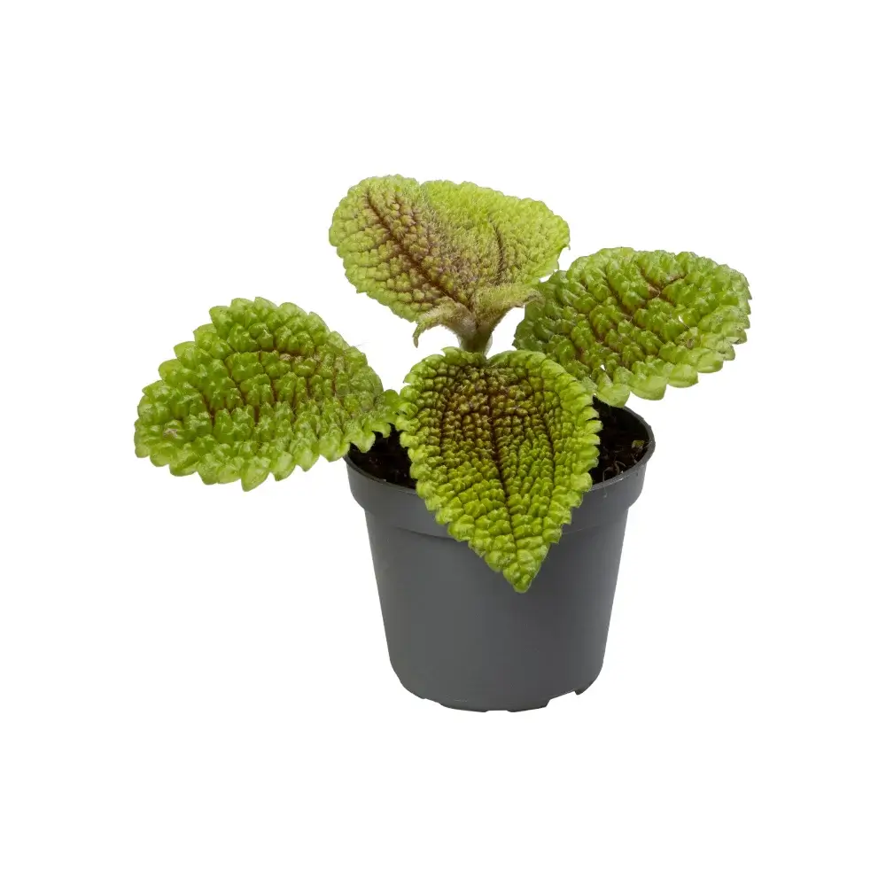 Pilea genus