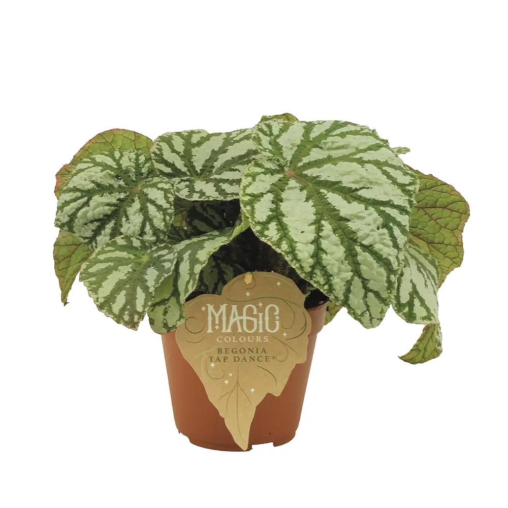 Begonia rex 'Tap Dance' - buy online at Foliage Factory
