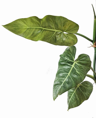 Philodendron maximum - buy at Foliage Factory Plant Shop