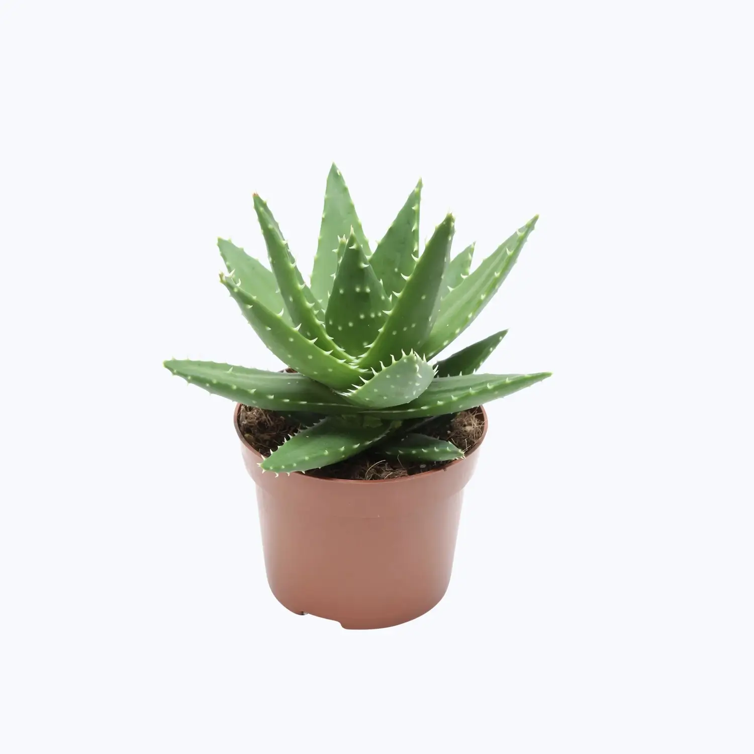 Buy Aloe perfoliata – Hardy Mitre Aloe for Home & Garden