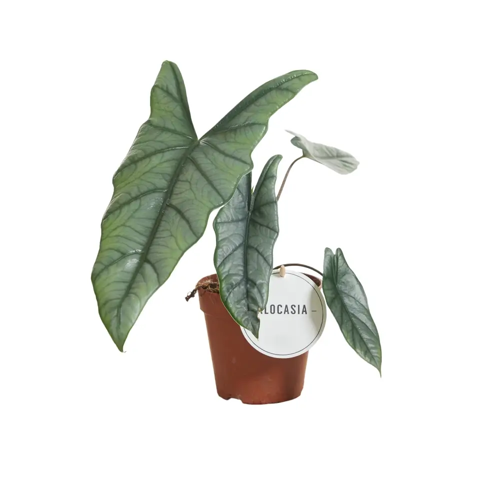 Shop Alocasia Plants | Foliage Factory