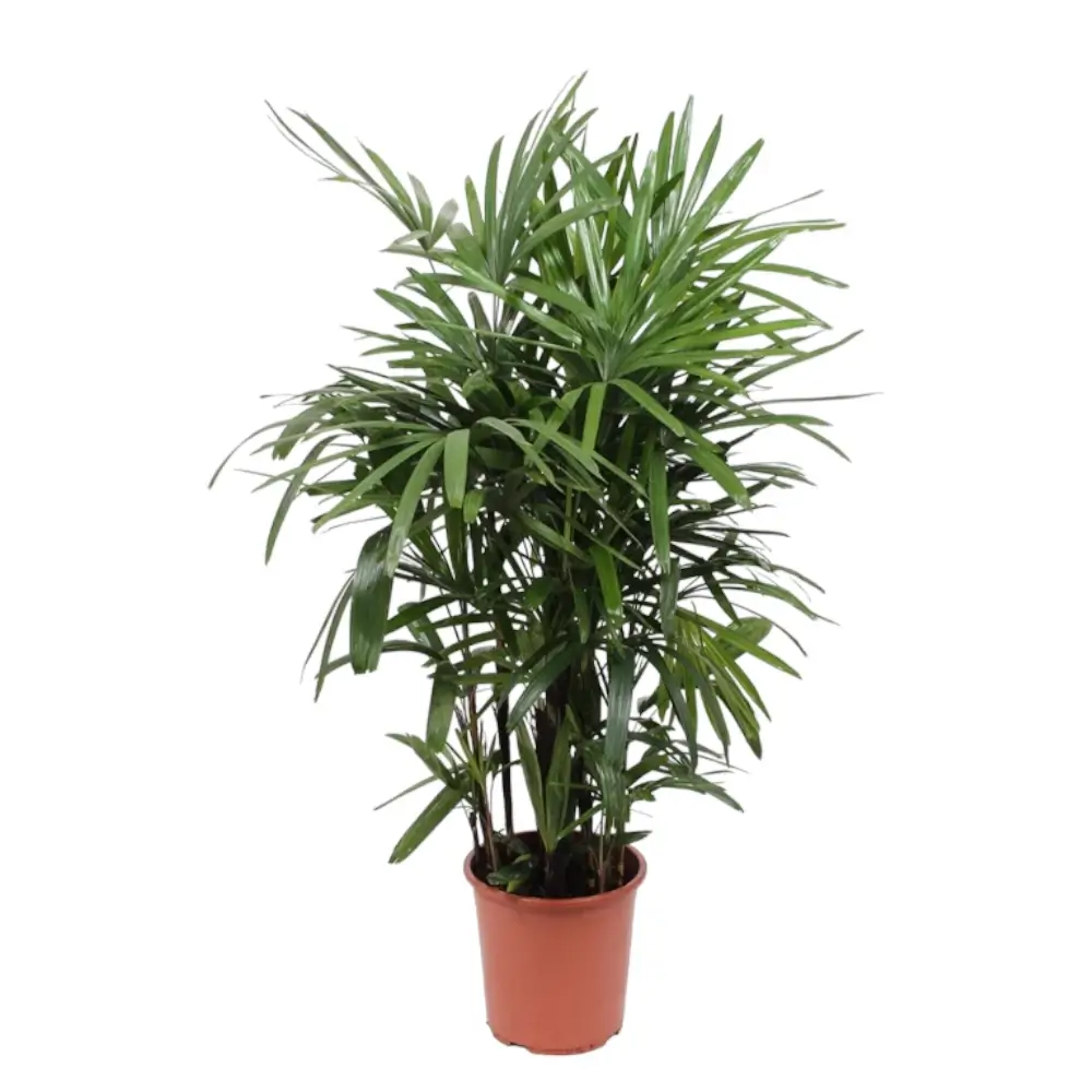 Rhapis excelsa | foliage factory