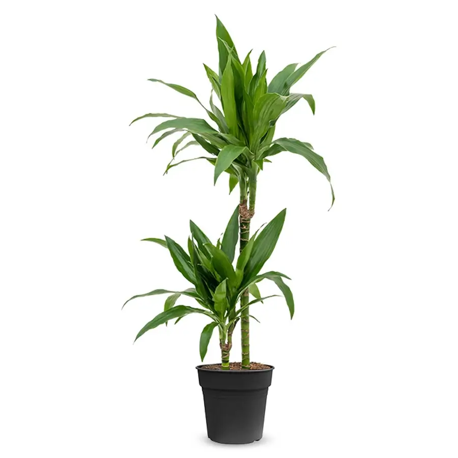 Dracaena fragrans 'Janet Craig' - buy at Foliage Factory