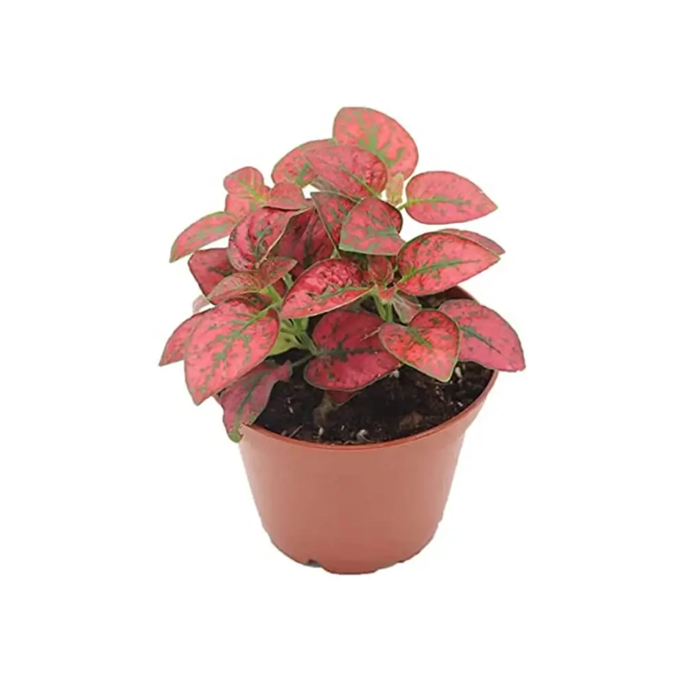 plant set: Hypoestes Kindergarten - White, Red, Pink