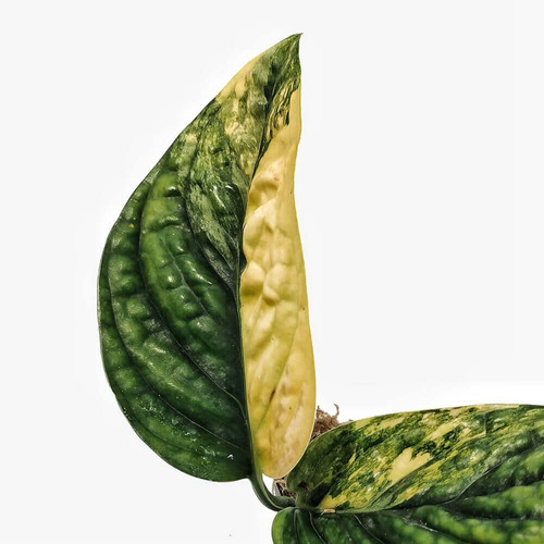 Monstera sp. Peru variegata - buy online at Foliage Factory