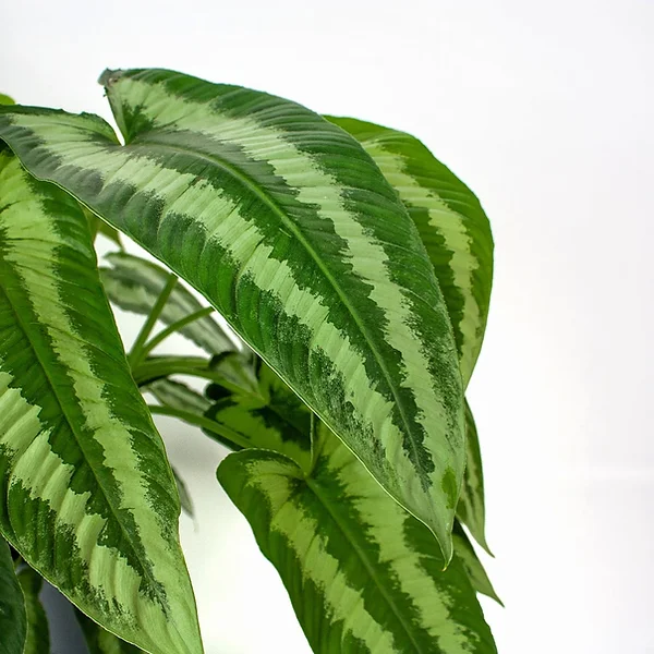 Schismatoglottis wallichii - order online at Foliage Factory