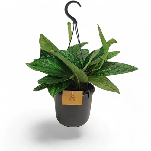 Monstera sp. Peru ('Karstenianum') - buy at Foliage Factory