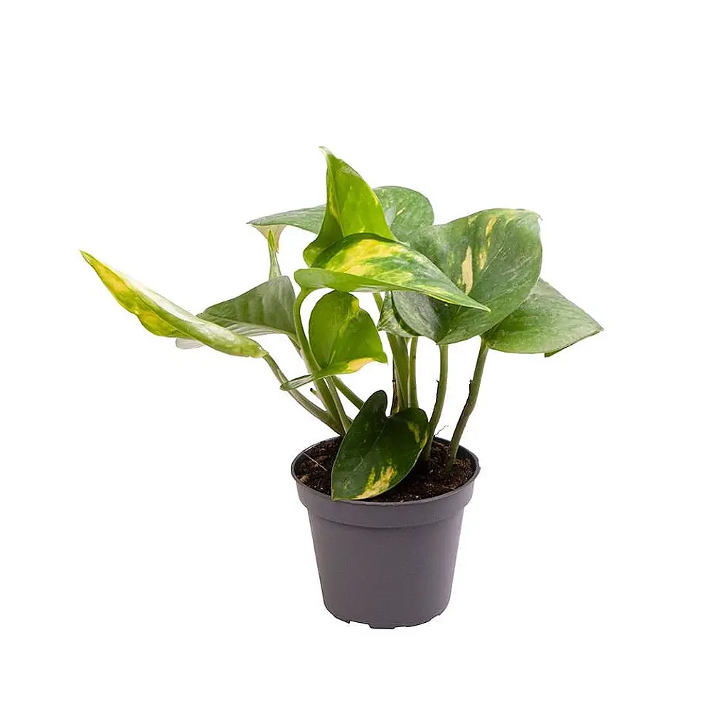 Epipremnum aureum - buy online at Foliage Factory Plant Shop