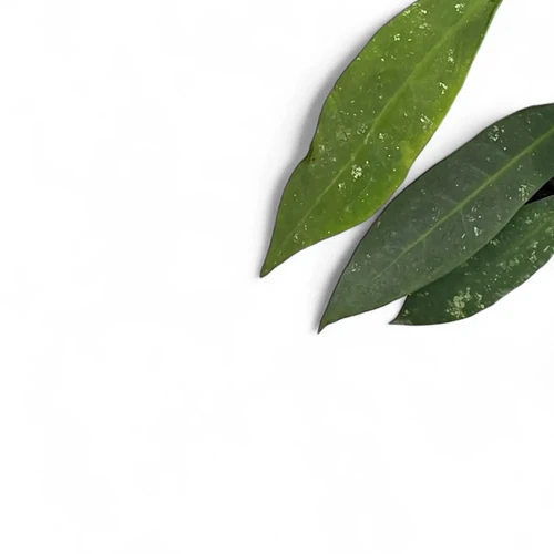 Hoya ruthiae – Limestone-Growing with Star-Shaped Blooms