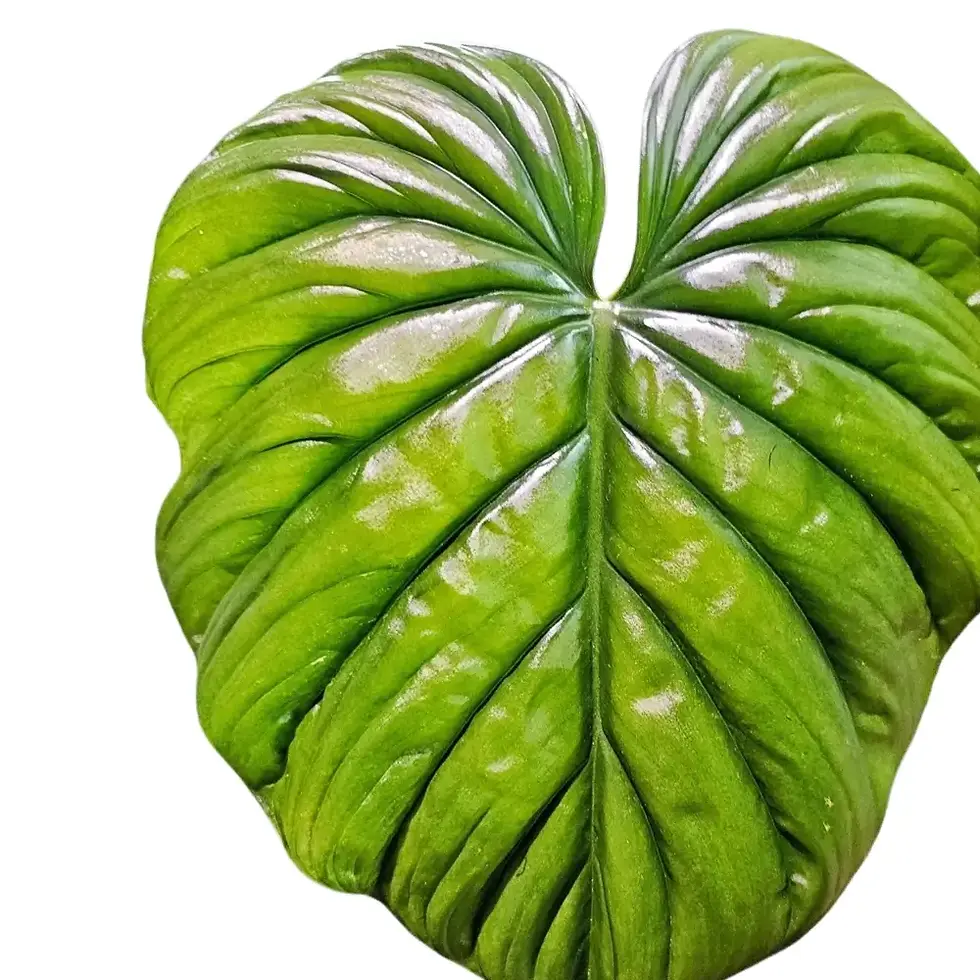 Philodendron sp Colombia - Quilted Foliage Marvel