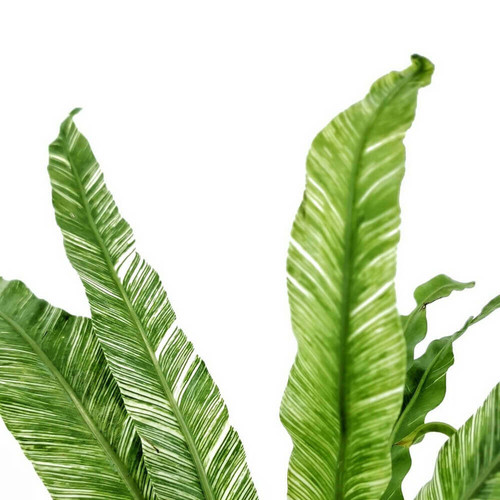 Asplenium nidus variegata - buy online at Foliage Factory