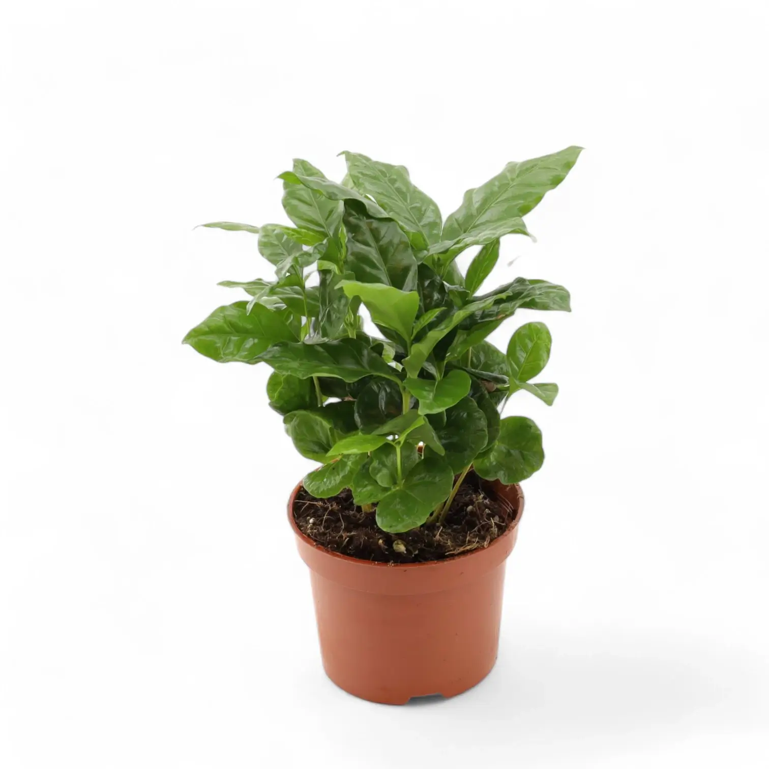 Coffea arabica Plant : Buy, Grow and Enjoy Your Own Coffee