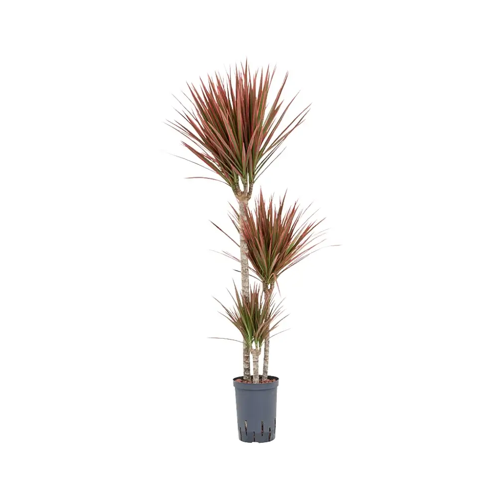 Dracaena reflexa var. angustifolia 'Rot' - buy online at Foliage Factory