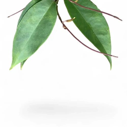 Buy Hoya exilis – Beautiful and Rare New Guinea Epiphytic Vine