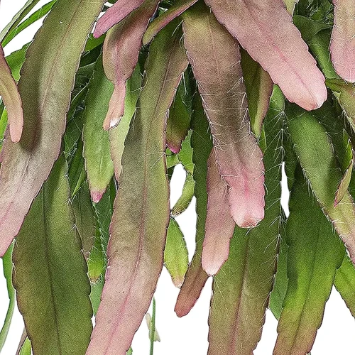 Kimnachia ramulosa 'Red coral' - buy online at Foliage Factory