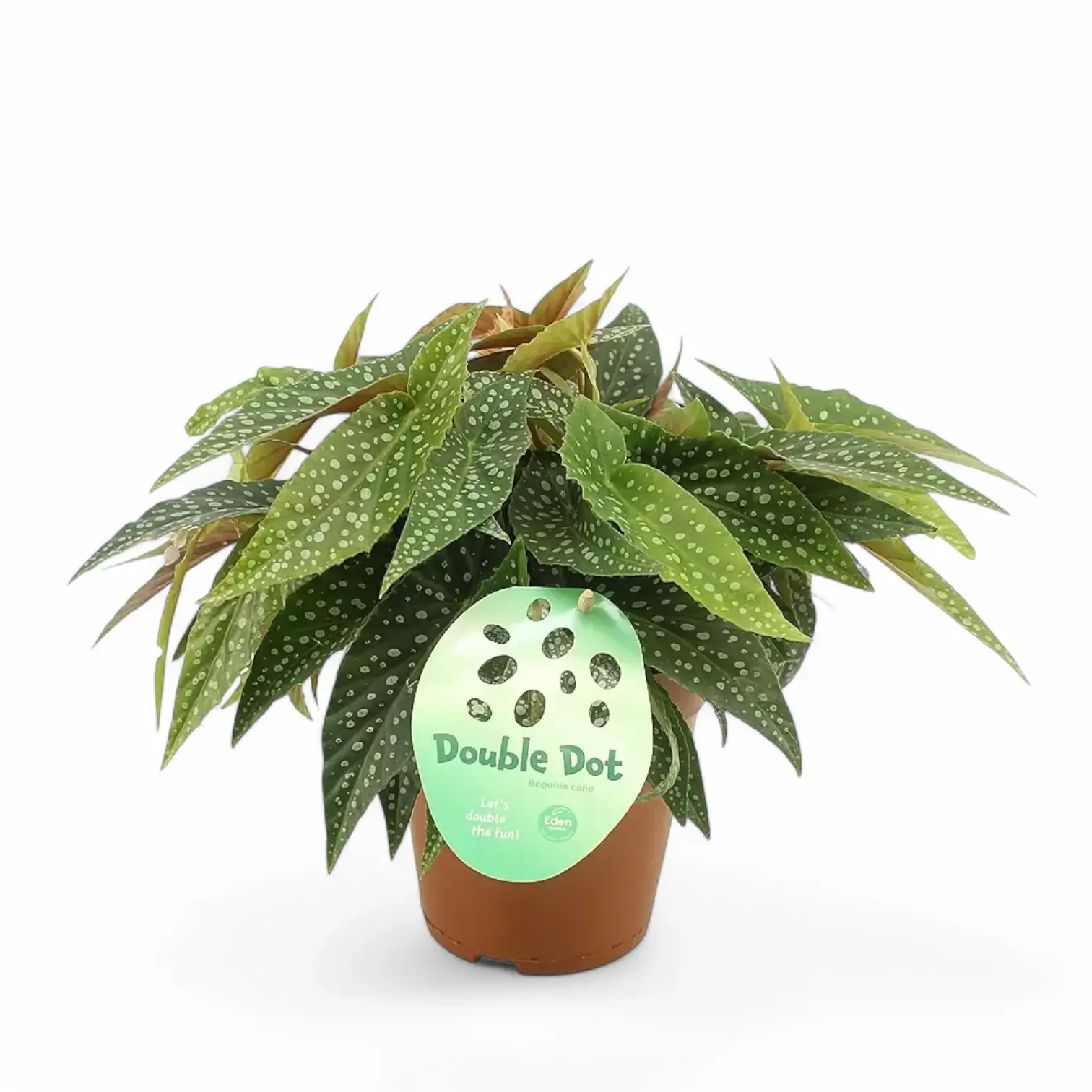 Begonia maculata 'Double Dot' - online at Foliage Factory