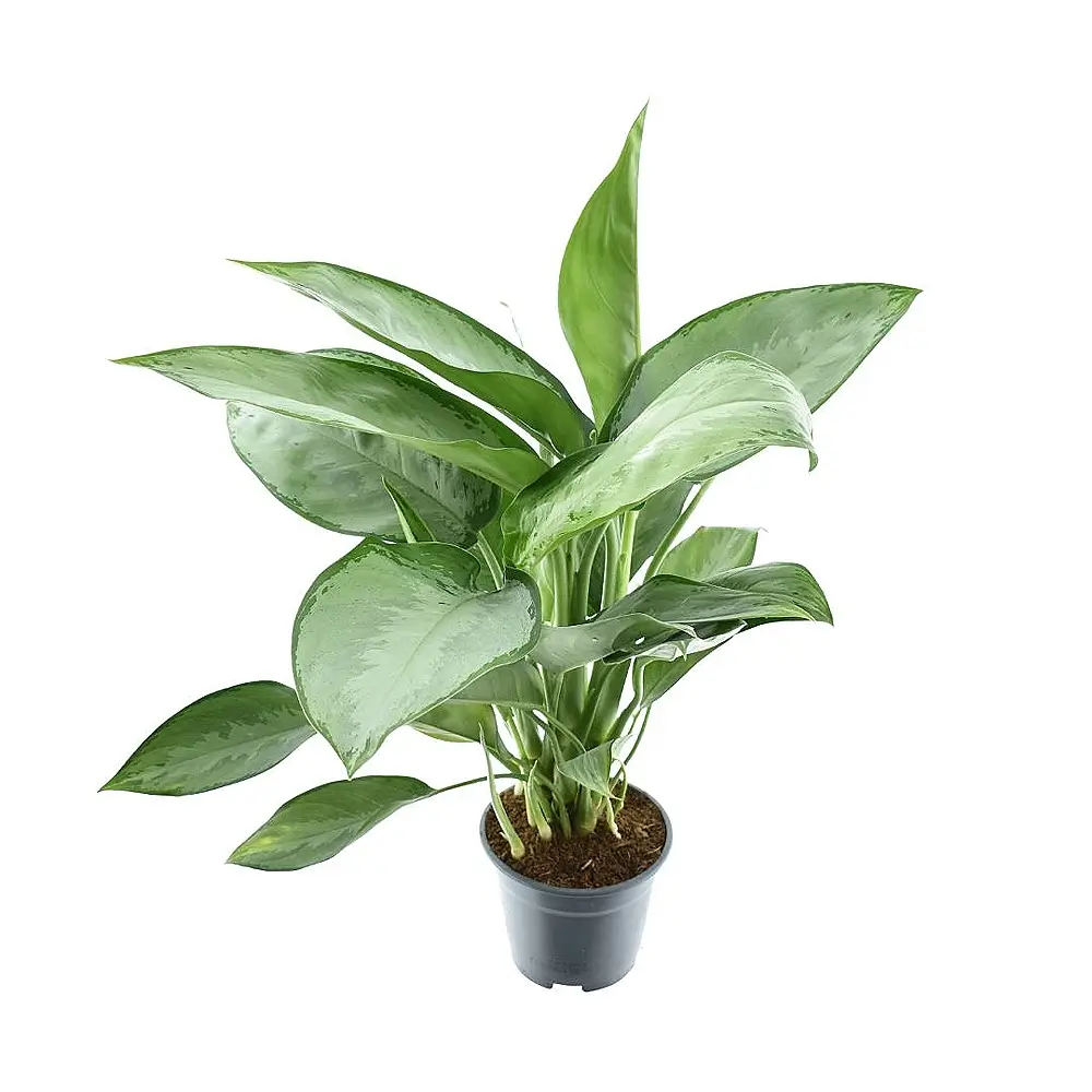 Aglaonema 'Silverado' - buy online at Foliage Factory