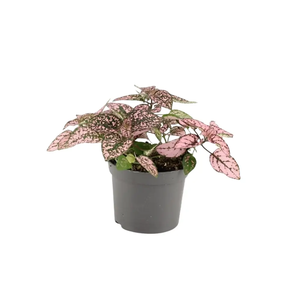 Hypoestes phyllostachya 'Pink' - Colorful Polka Dot Foliage