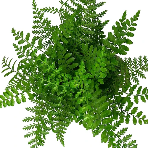 Asplenium dimorphum x difforme ‘Parvati’ aka 'Austral Gem'- order ...