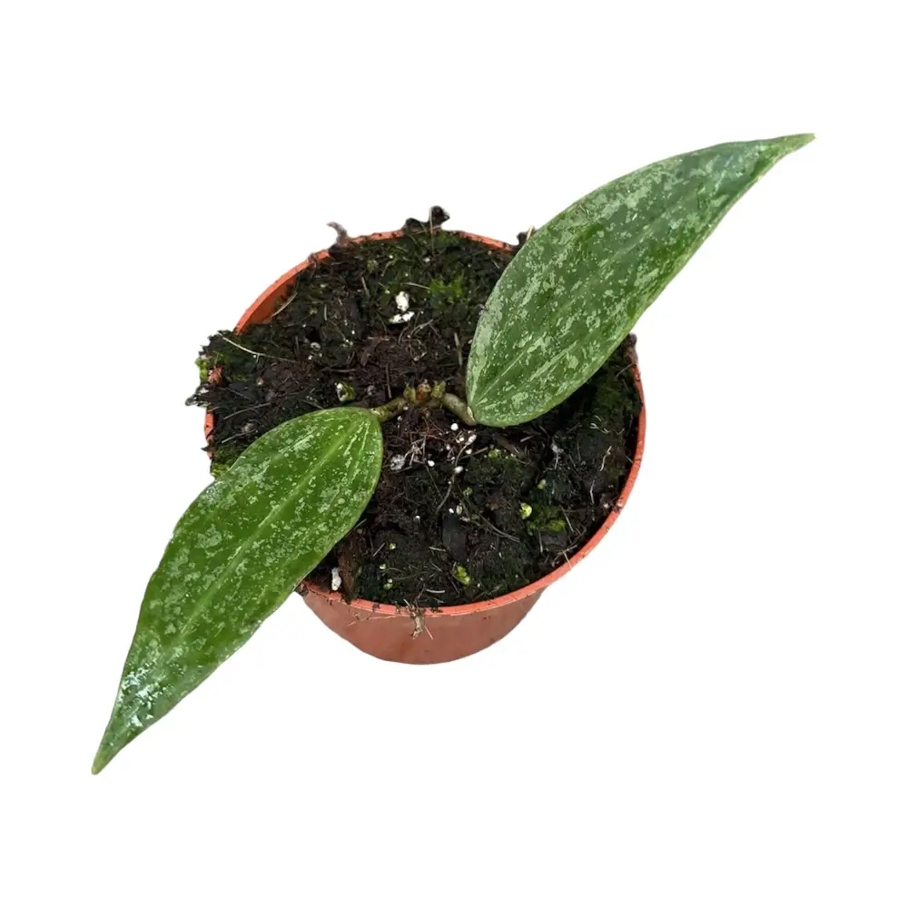 Hoya sp. Rangsan - buy online at Foliage Factory