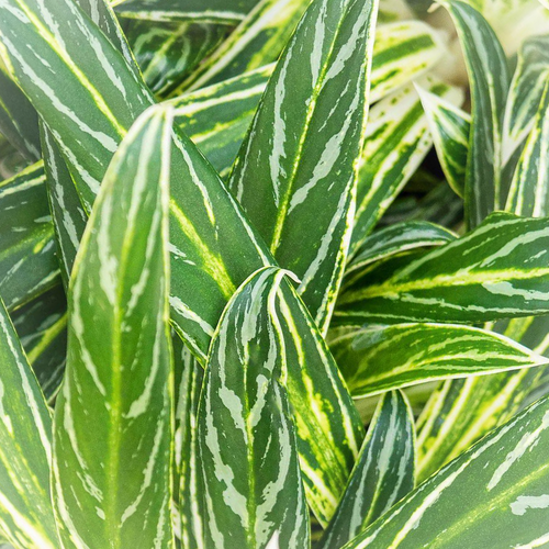 Aglaonema 'Zebra Feathers' - buy online at Foliage Factory