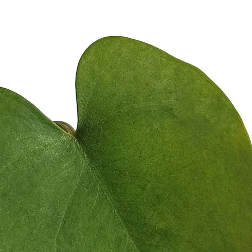 Amydrium humile - buy online at Foliage Factory plant Shop