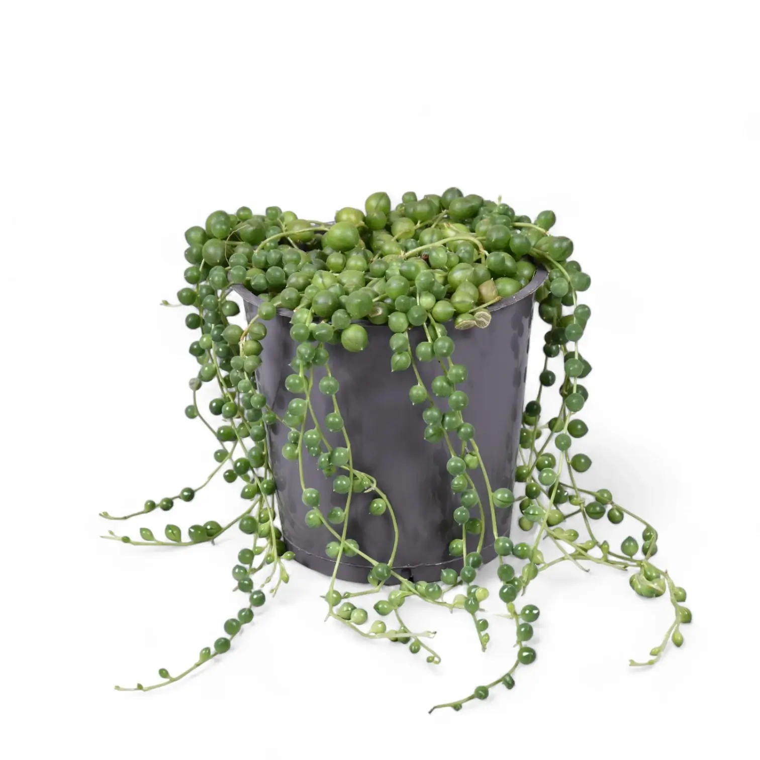 Curio rowleyanus - Trailing String-of-Pearls Succulent
