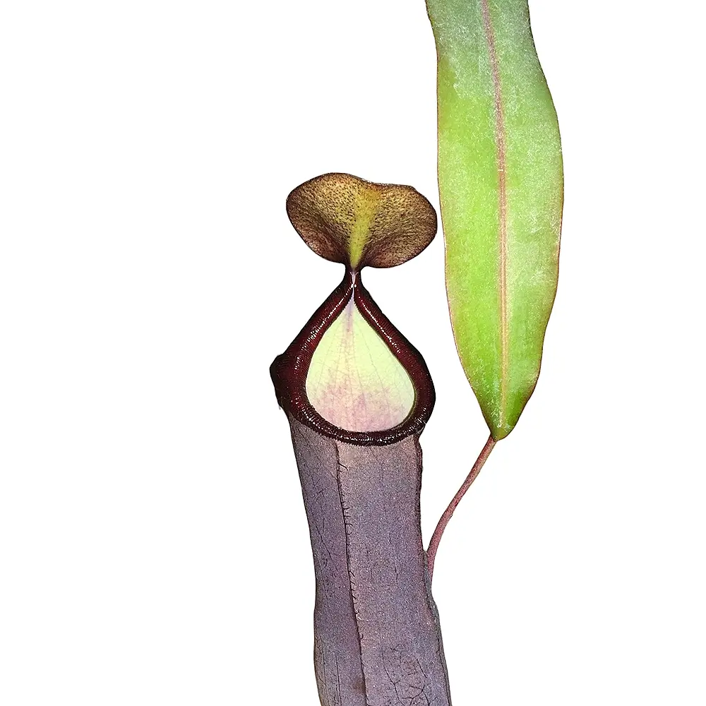 Nepenthes 'Rebecca Soper' - buy online at Foliage Factory