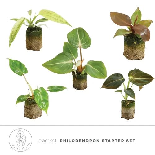 Philodendron Starter Set: 5 Varieties for Any Collection | Foliage Factory