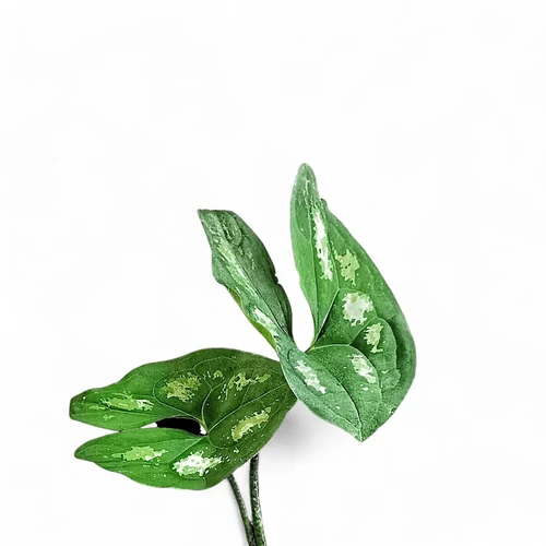 Ulearum donburnsii - buy online at Foliage Factory Shop