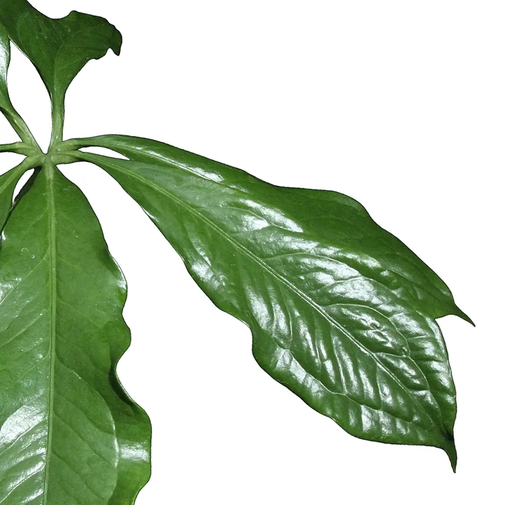 Anthurium genus - foliage factory