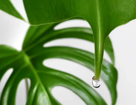 why do plants close up