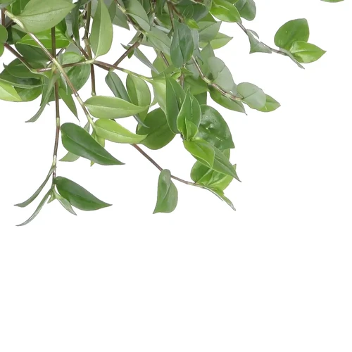 Tradescantia mundula ‘Green Hill’ - Vibrant Trailing Foliage