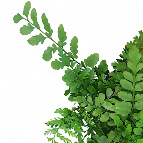 Asplenium dimorphum x difforme ‘Parvati’ aka 'Austral Gem'